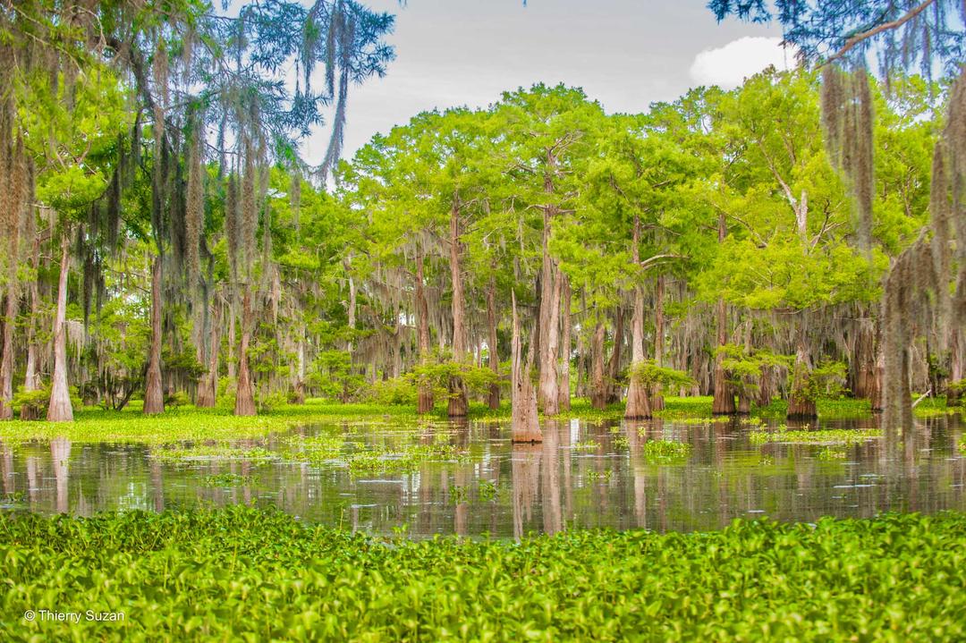 Louisiane : bayous, créoles et terres chargées de mémoire